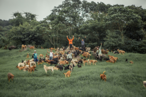 Territorio de zaguates: el refugio canino más grande del mundo ...